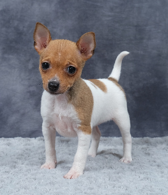 Koiratori.com - pentu- ja koiramarkkinat - myydään koira - myydään ...